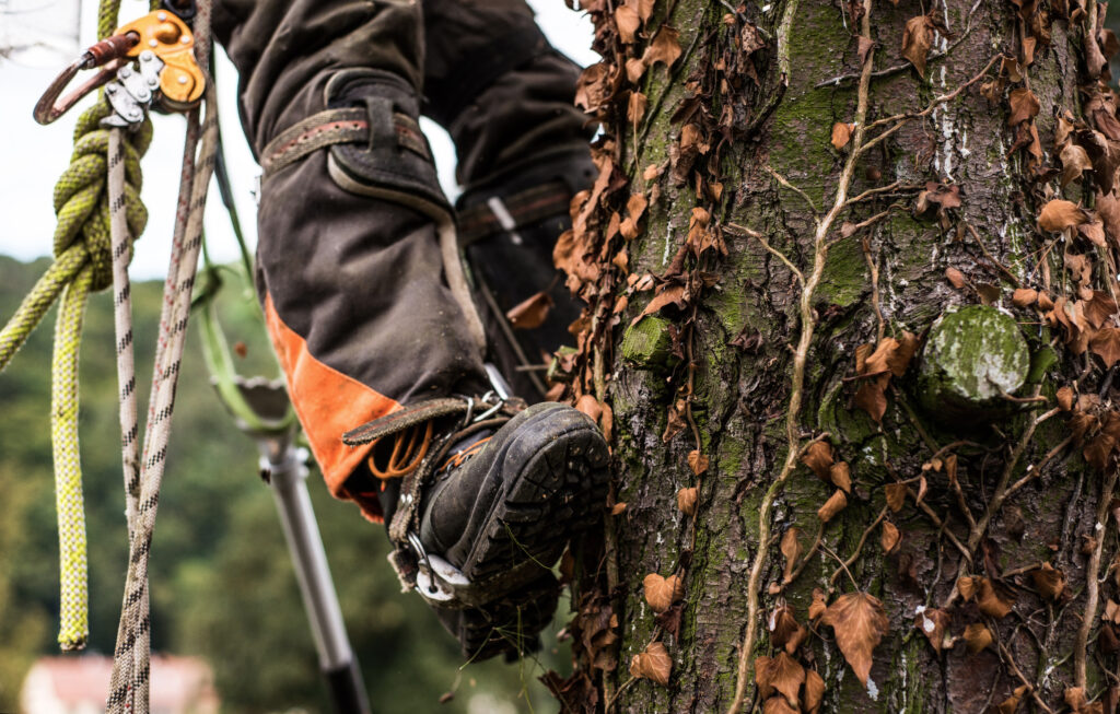 About M & R Tree Services | Best Tree Service in Vancouver