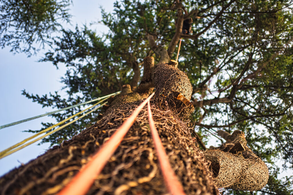 M & R Tree Services - M & R Tree Services